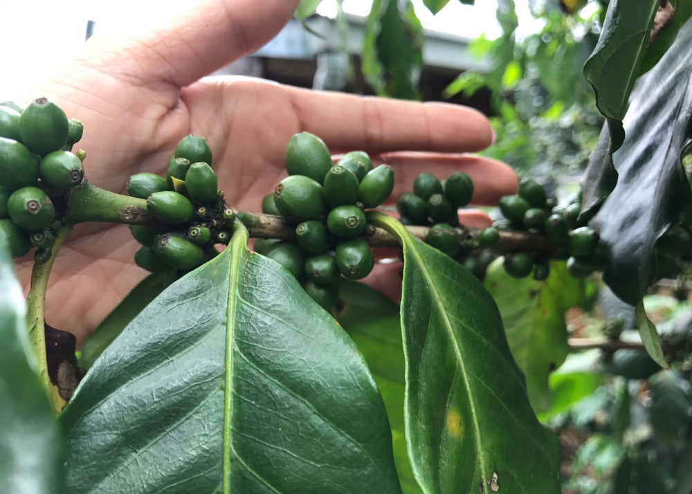 LEARN ABOUT VIETNAMESE COFFEE – ANNEES